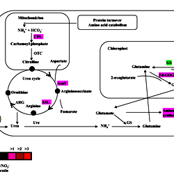 Proposed model showing the urea cycle, nitrate transport and ...
