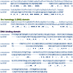 Alignment of STAT consensus sequences of the structural elements with ...