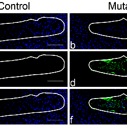 Massive cell death in the mutant NP at birth.