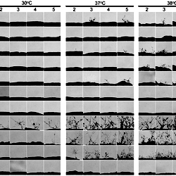 Growth at high temperature stimulates hyphal development.