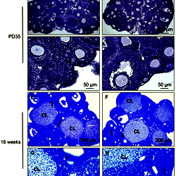 Normal follicular development in OoRptor−/− mice.