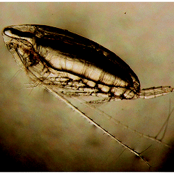 Calanoides acutus, a marine copepod that descends into the deep sea to ...