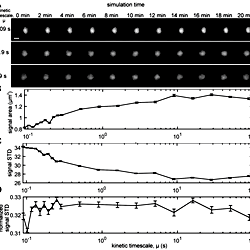 Simulated microscope images for polymer bead-spring model with ...