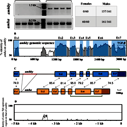 Sequence identity between amha and amhby and amplification in males and ...