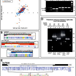 Identification and validation of splicing at unannotated genomic locations.