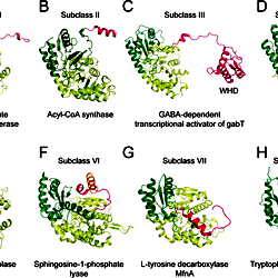 Structural comparison between N-terminal regions.