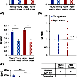 Social avoidance behavior in the social interaction (SI) test.