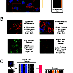 An overview of the inputs and targets to the network in paired cell ...