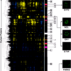A clustered heat map of paired cell inpainting feature representation ...