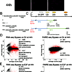 Global impacts of cell cycle exit disruption on gene expression and ...