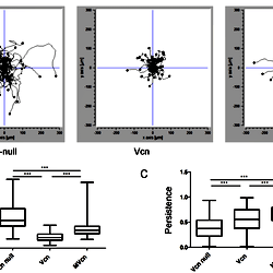 Random cell migration analysis shows enhanced migration velocity and ...