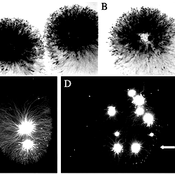 Explants with shared halos.