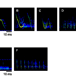 Spectrograms of six call types of the social call repertoire of ...