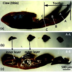 Stereoscopic images of the section of claw tooth.