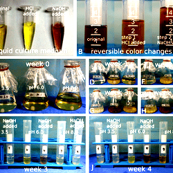 T. rubrum liquid cultures.