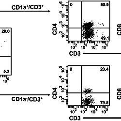 CD1a expression on T-cells is not restricted to either CD4+ or CD8 ...