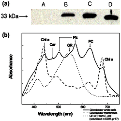 Immunoblot and spectroscopy analysis.