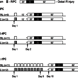 Schematic summary of RIC treatment groups and experimental protocol.