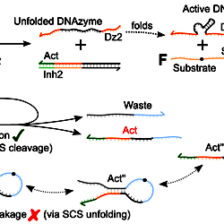 DNAzyme displacement and DNAzyme cascade mechanisms.