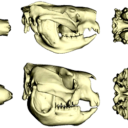 A comparison between the skulls of the koala (top) and Simosthenurus ...