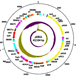 Circular map of pEBG1.