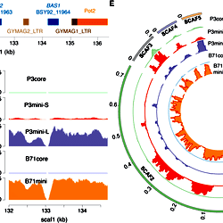 Sequences on mini-chromosomes.