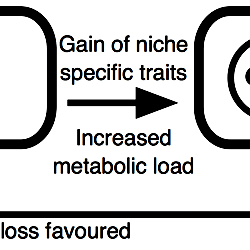 Schematic illustrating the described model of multipartite genome ...