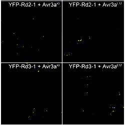 YFP fusions to R3a* variants re-localize to vesicles after the ...