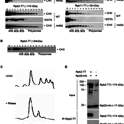 Polymerase subunits are present in polysome fractions and interact with ...