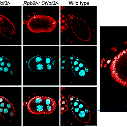 Rpb1 accumulates in cytoplasmic speckles in RPB2+/− CNOT3+/− trans ...