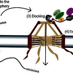 Schematic overview of nuclear mRNA export.
