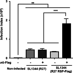 Opsonization of RSP-Flag enhances bacterial phagocytosis by macrophages.