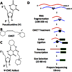 Overview of Pseudouridine Site Identification Sequencing (PSI-Seq).