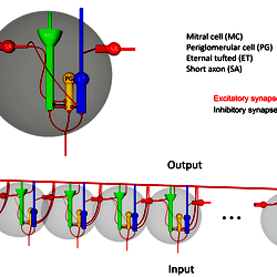 Glomerular layer model.