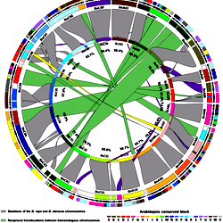 Evolutionary relationship between Brassica napus and its progenitor ...