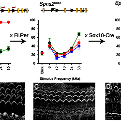 ABR thresholds and SEM assessment suggest a local function of Spns2 in ...