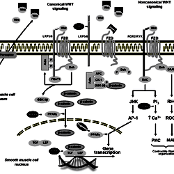 Schematic representation of the canonical (Wnt/β-catenin) and non ...