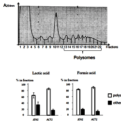 Polysome gradient analyses of dhh1 mutant cells grown in lactic or ...