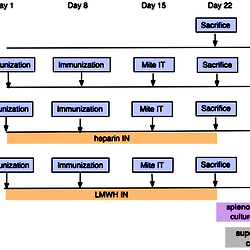 The animal protocol of this study.