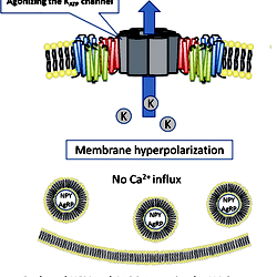 Mode of action of DCCR in hyperphagia.