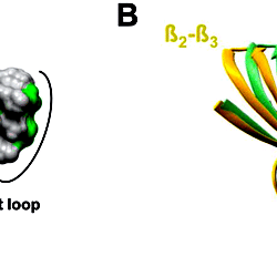 Structure comparison between RhoA and RhoB.