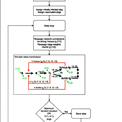 Process diagram of agent-based rabies spread simulation model in a ...