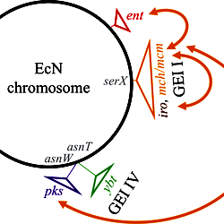 Gene clusters involved in the production of microcins H47 and M (MccH47 ...