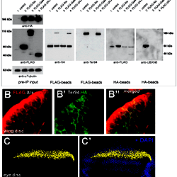 Als co-localizes and interacts with Ter94.
