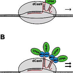 Schematic of CRISPR/dCas9-mediated targeted gene regulation.