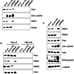 RRM1 and RRM2 subunits of Ribonucleotide reductase interact with Chk1 ...