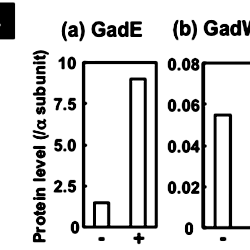 Induction of NhaR, GadE, and GadW by YdeO in E. coli.
