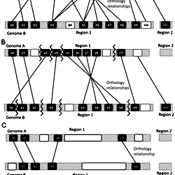 Detection of collinear blocks by SyntenyMapper.