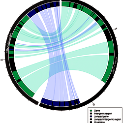 Visualization of SyntenyMapper results for a syntenic region in human ...
