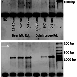 Example of multiplex PCR results.